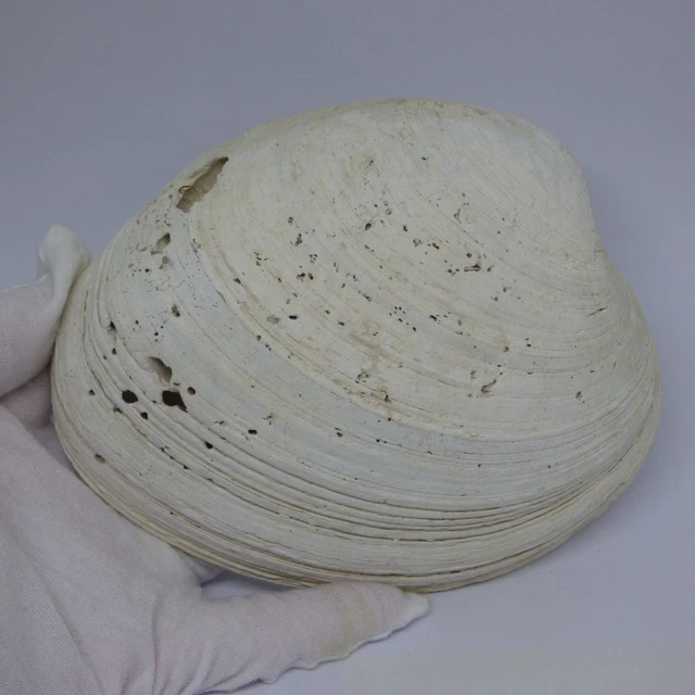 FOSSIL CLAM BIVALVE Florida Early Pleistocene 14 cm +with Display Stand ...