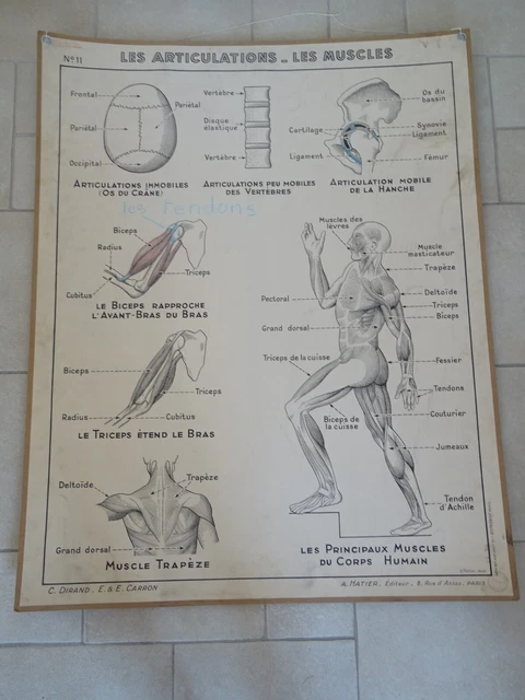 CARTE AFFICHE SCOLAIRE CORPS HUMAIN LES ARTICULATIONS LES MUSCLES ...