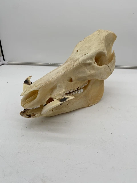 LARGE WILD BOAR Pig Hog Skull Bone Taxidermy Hunting Lodge Decor Bone ...