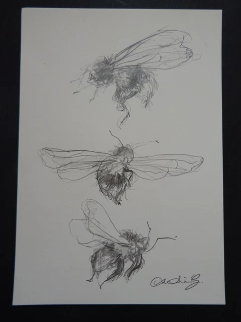 ORIGINAL PENCIL DRAWING of multi-image 3 positions of bees on ivory ...