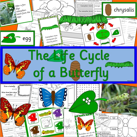 LIFE CYCLE OF A BUTTERFLY - educational resource pack to PRINT- Science ...