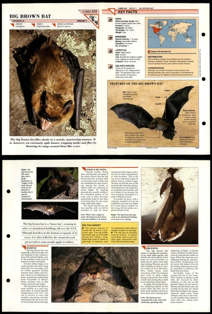 BIG BROWN BAT #335 Mammals Wildlife Fact File Fold-Out Card £1.99 ...