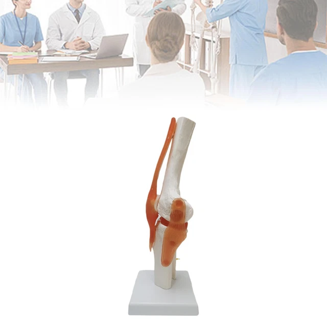 KNEE JOINT MODEL Bendable Knee Anatomy Model for Classroom Training ...
