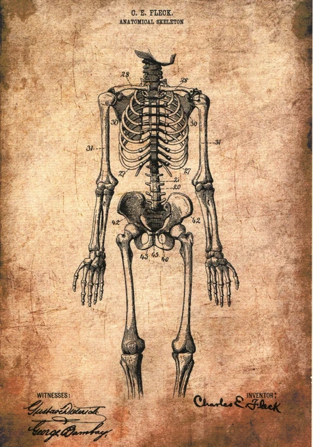 VICTORIAN ANATOMY BODY Print Skeleton Science Medicine Doctor Surgeon ...