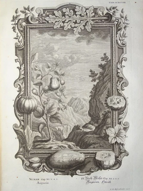 ANGURIA CITRUS KUPFERSTICH Scheuchzer Bibel AT Moses Physica Sacra ...