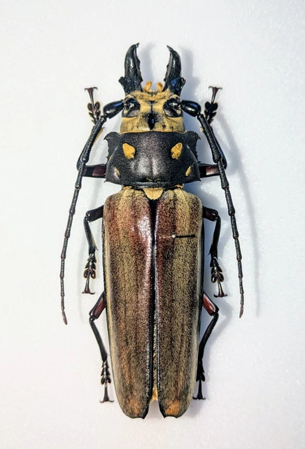 CALLIPOGON RELICTUS, 99MM Male, very rare Giant Prioninae from China £ ...