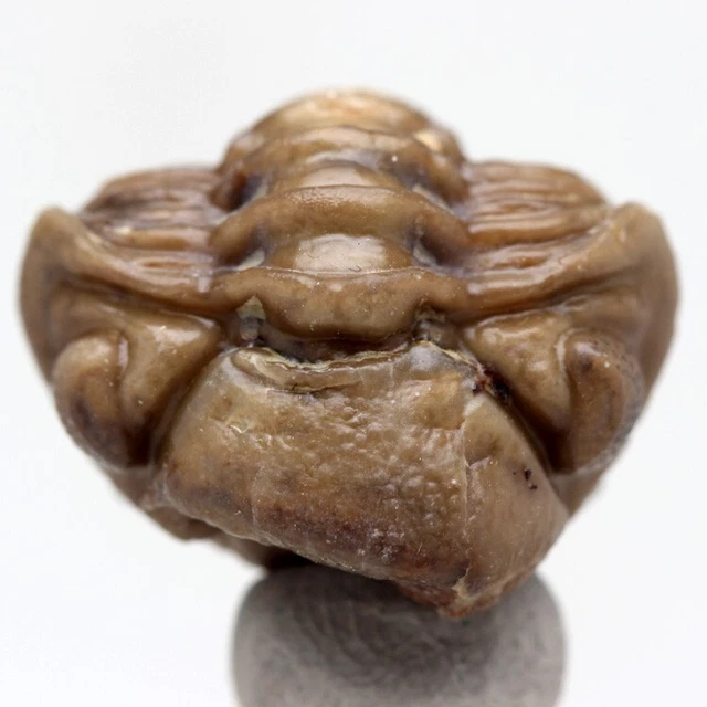 TRILOBITE SPECIMEN FOSSIL Mineral KAINOPS Devonian Sea Life OKLAHOMA ...