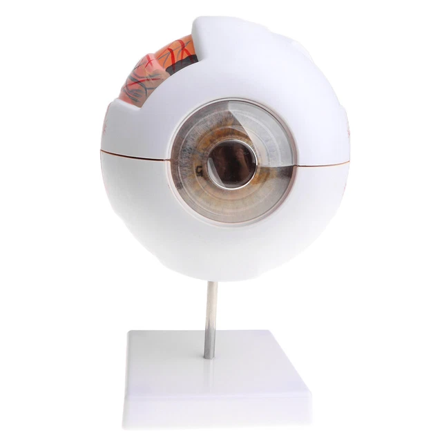 HIGHLY DETAILED 15CM Human Eye Anatomy Model Display £26.94 - PicClick UK