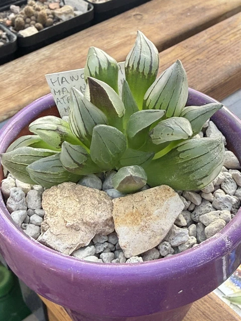 HAWORTHIA MAGNIFICA V. atrofusca mutant watermelon - Pot Of 9 Cm EUR 12 ...