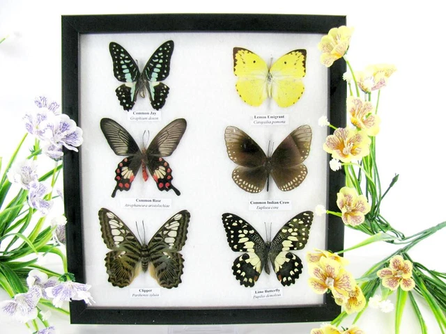 6 PAPILLONS EXOTIQUES réel - une beauté unique - taxidermie Naturalise ...