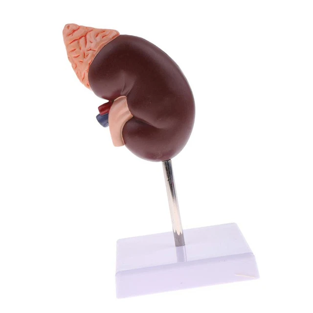 HUMAN KIDNEY MODEL Kidney Model Unique Colors PVC Intuitive Painted For ...