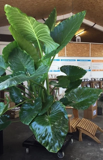 SALE EPSOM SALT, Solfato Magnesio 10 KG Terralba Concime Ce Pioggia Tco ...