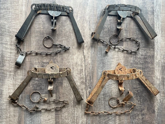 SET OF 4 Oneida Victor #4 traps with TEETH, trappers tag, locks, chain ...