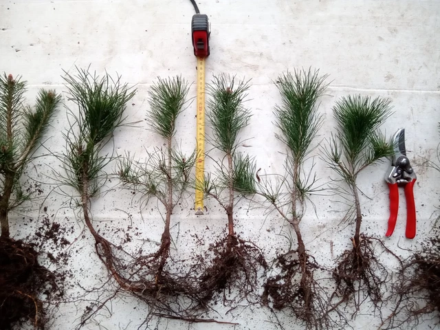 10 SCOTS PINE Tree (Pinus Sylvestris) bare root trees 15/30cm £5.45 ...