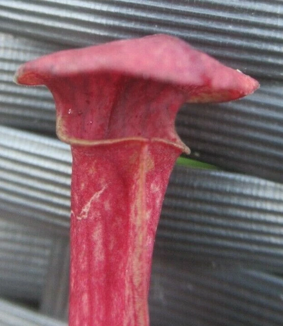 SARRACENIA X (Purpurea ssp Venosa x Oreophila ) x Flava “Kimber Red ...