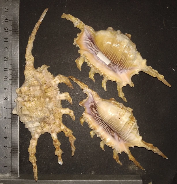 COLLECTION COQUILLAGES : LAMBIS SCORPIUS INDOMARIS lot de 3 EUR 8,00 ...
