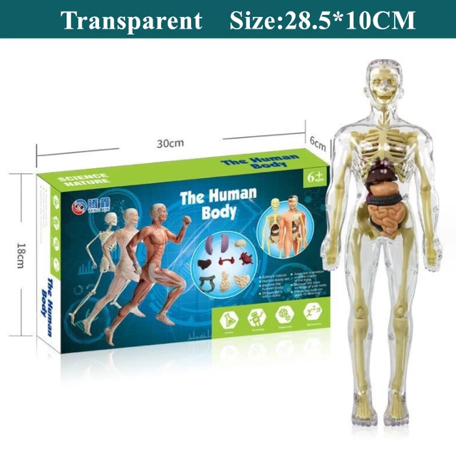 3D HUMAN BODY Torso Model for Kid Anatomy Model Skeleton, Removable ...