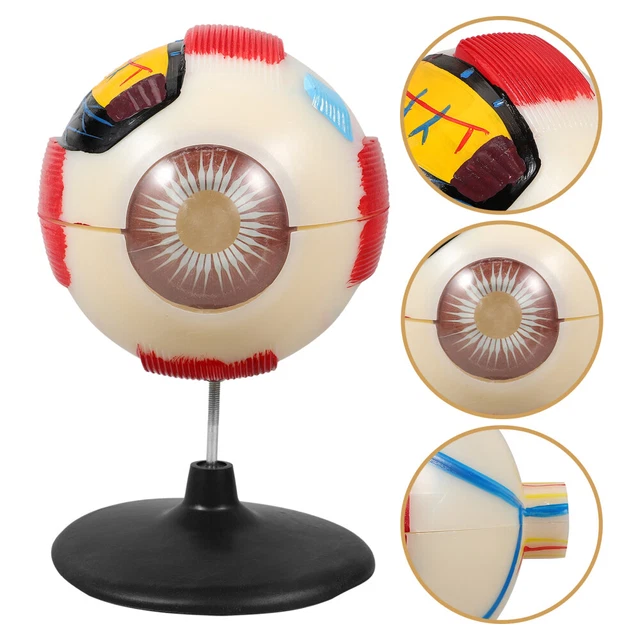 EYE MODEL DISPLAY Model 6x Enlarged Eye Model Teaching £19.69 - PicClick UK