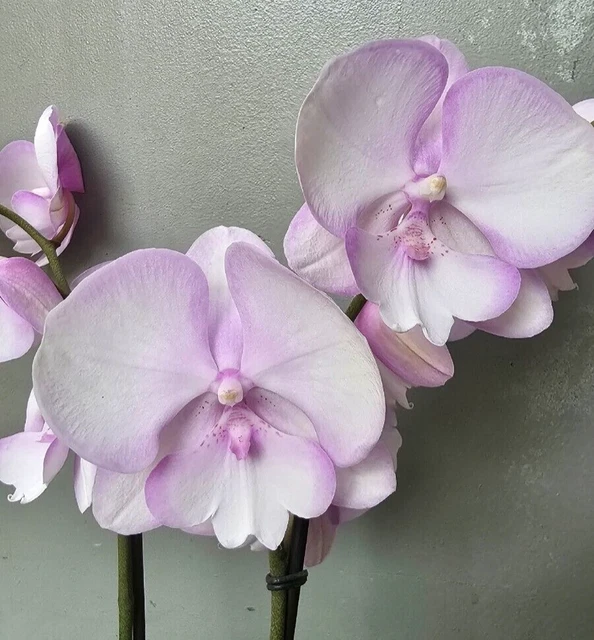 ORCHIDEE PHALAENOPSIS Big Lip Sakura , blühend , 2 BT EUR 22,00 - PicClick DE