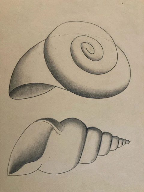 VERY BEAUTIFUL DRAWING 19th Seashell Snail Shell Vintage Pencil ...
