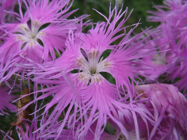 GAROFANO SELVATICO COLORI Variati Dianthus Plumarius 100 Semi Giardino ...