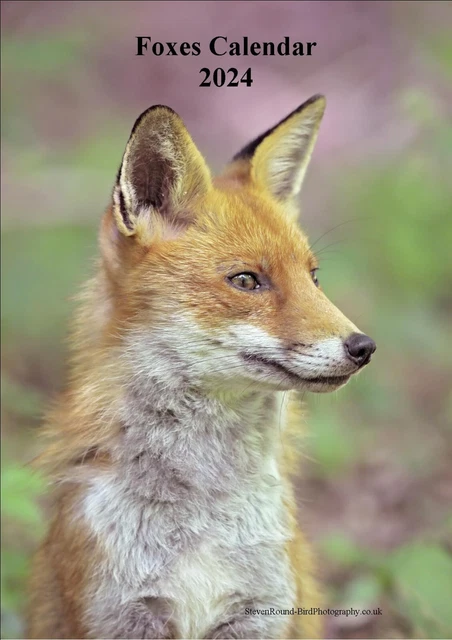 FOXES 2024 A4 Calendar (Photography by Steve Round) £9.00 - PicClick UK