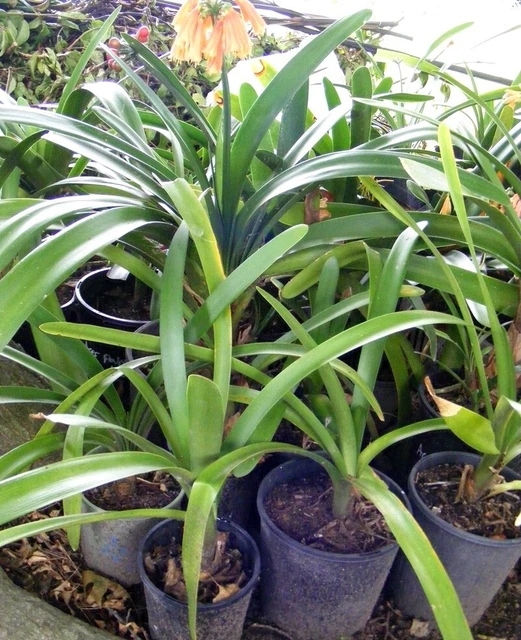 CLIVIA MINIATA PLANTS Bush Lily strappy evergreen Orange Flower Potted ...