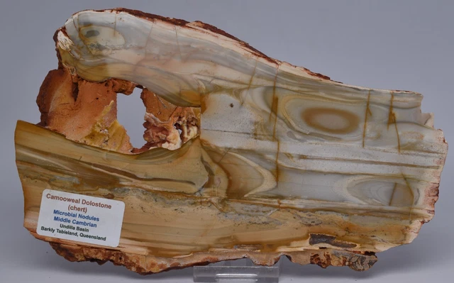 CAMOOWEAL DOLOSTONE (CHERT) Microbial Nodules, Middle Cambrian ...
