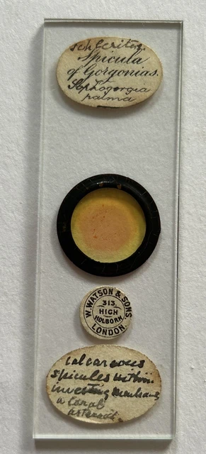 ANTIQUE MICROSCOPE SLIDE. Circle Of Gorgonia Spicules. By Watson. £10. ...