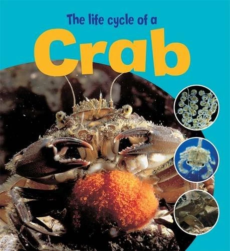 LEARNING ABOUT LIFE Cycles: The Life Cycle of a Crab £3.85 - PicClick UK