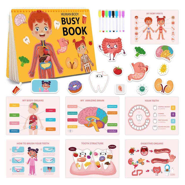 LIVRE INTERACTIF SUR le corps humain pour apprendre tout en jouant à la ...