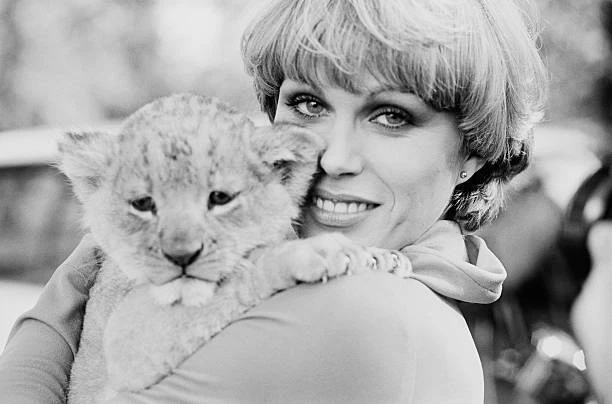 ENGLISH ACTRESS AND Model Joanna Lumley Posed With A Lion Cub 1976 OLD ...