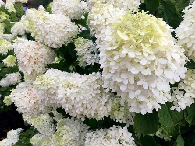 HYDRANGEA PANICULATA WHITE ‘Grandiflora’ Plug Plant - 24HR DISPATCH £8. ...