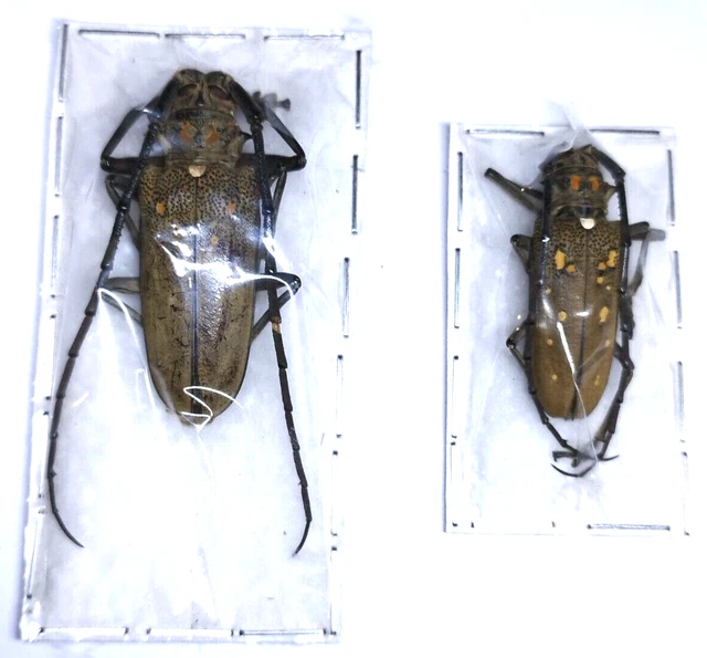 CERAMBYCIDAE BATOCERA rufomaculata - MADAGASCAR - A1 Pair 52/40mm both ...
