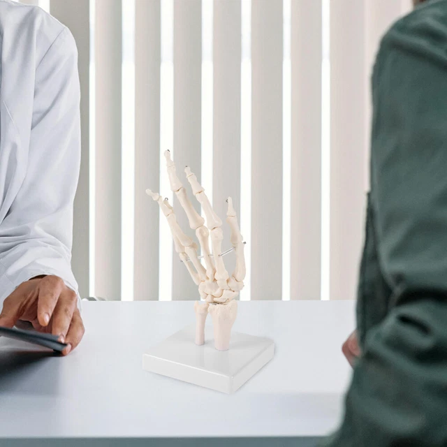 FLEXIBLE SKELETON HAND Human Size Anatomical Model Bone Joint £21.18 ...