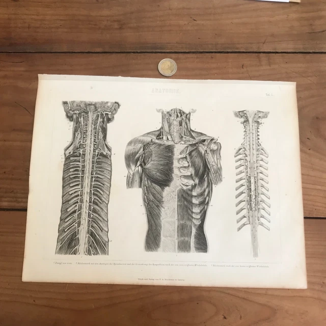 GRAVURE ANCIENNE 19EME N750 anatomie corps humain EUR 18,00 - PicClick IT