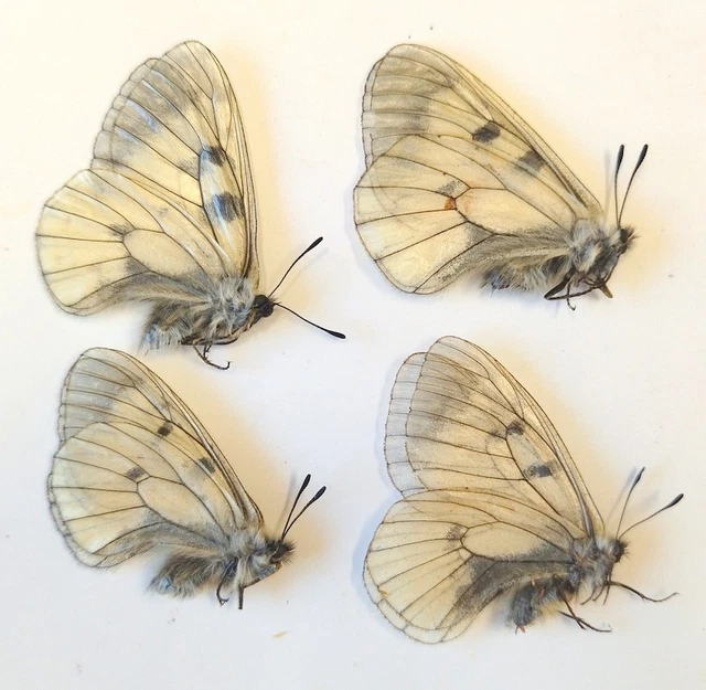 PAPILIONIDAE: PARNASSIUS MNEMOSYNE rogervalletti 4 exx MMMM - Italy £6. ...
