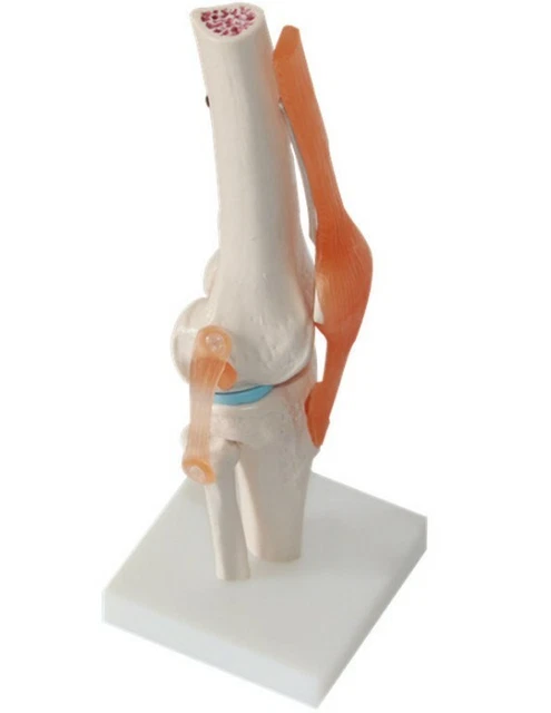 HUMAN LIFE-SIZE KNEE Joint Anatomical Model Medical Anatomy Model US ...