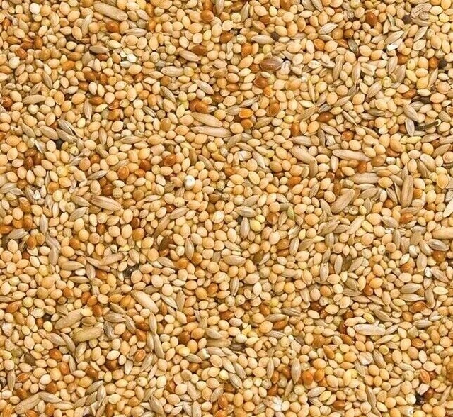 BUDGIE FOOD MIX Red White Millet And Canary Seed 200g-1Kg Loose Feed ...