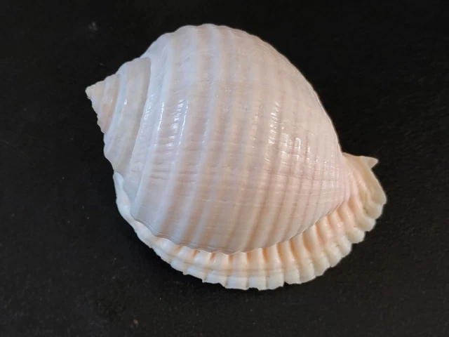 CONCHIGLIA SHELL MALEA RINGENS mm 95,8 West Messico EUR 17,90 - PicClick IT