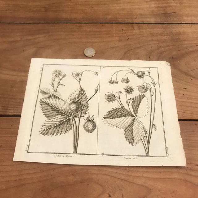 GRAVURE ANCIENNE 18 eme N299 fraisier EUR 18,00 - PicClick DE