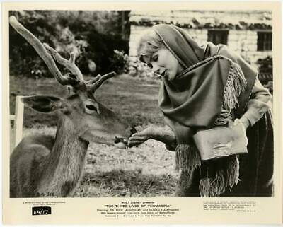 THE THREE LIVES of Thomasina 1964 Original Walt Disney Photo - Susan ...