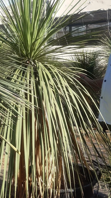 EXTREMEMENT RARE: TRES grand yucca linéaris -18°C EUR 1.500,00 ...