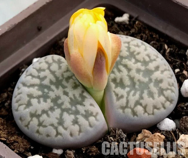NATAELLIS 50 SEEDS Lithops hookeri v. susannae C91, mesemb EUR 4,11 ...