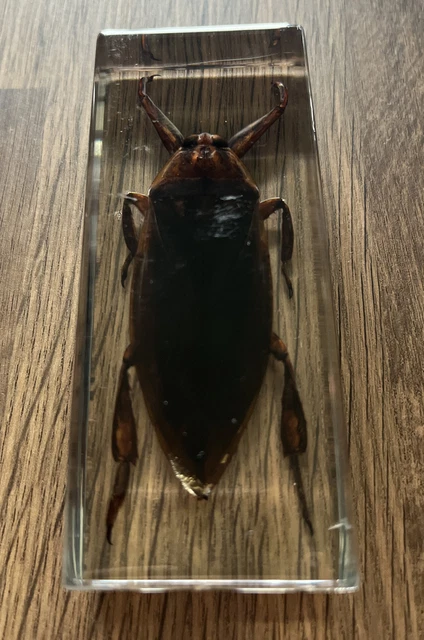 REAL LIFE BUGS & Insects Taxidermy Set In Resin £15.00 - PicClick UK