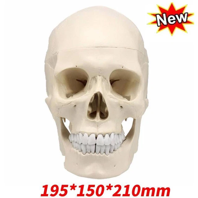 LIFE SIZE HUMAN Skull Anatomical Anatomy 1:1 Resin Bone Teaching Model ...