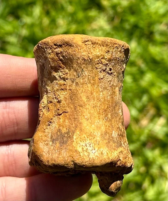 NIGER FOSSIL DINOSAUR Vertebrae Bone Sarcosuchus Kryptops Eocarcharia ...