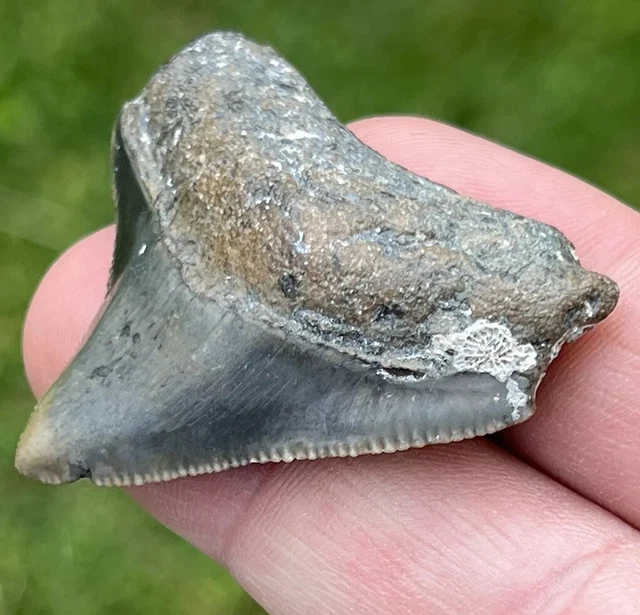 POSTERIOR MEGALODON SHARK Tooth From The Meg Ledge Off NC Coast! Rare ...