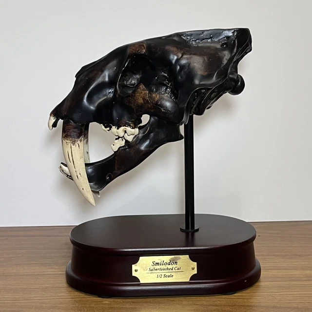SMILODON SKULL REPLICA Sabertoothed Cat DinoStoreus Saber Tooth Tiger ...