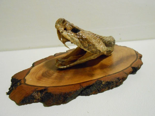 REAL TIMBER RATTLESNAKE HEAD, MOUNTED MOUTH OPEN Fangs Showing $50.00 ...